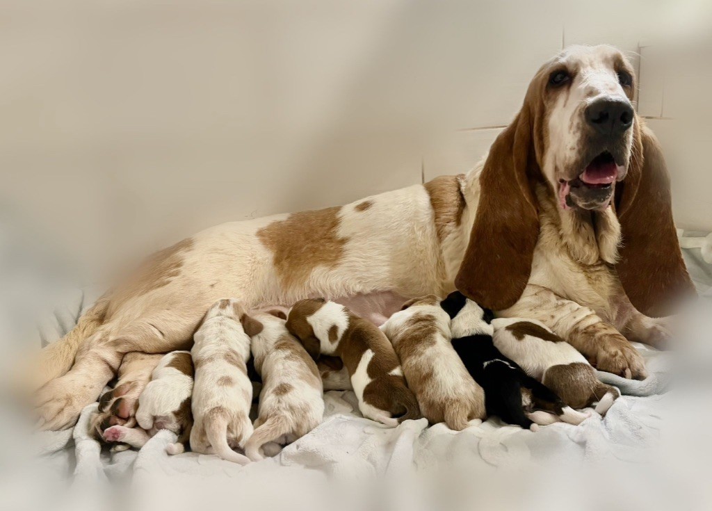 Chiots de la race Basset Hound disponibles sur chiots-de-france