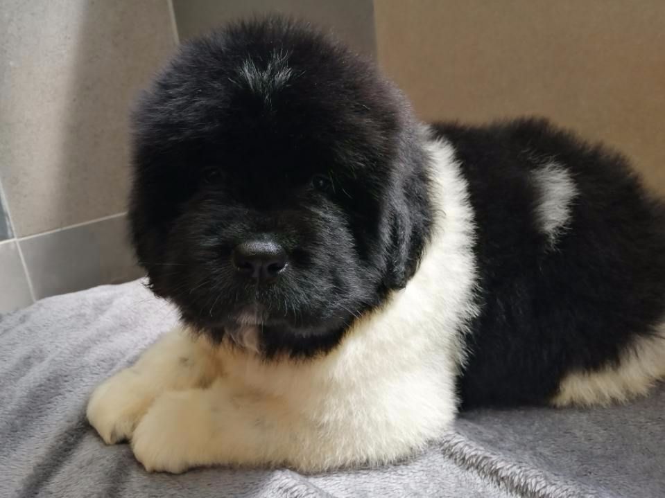 Chiot - Elevage Du domaine de l'ourson brun - eleveur de chiens Terre-neuve