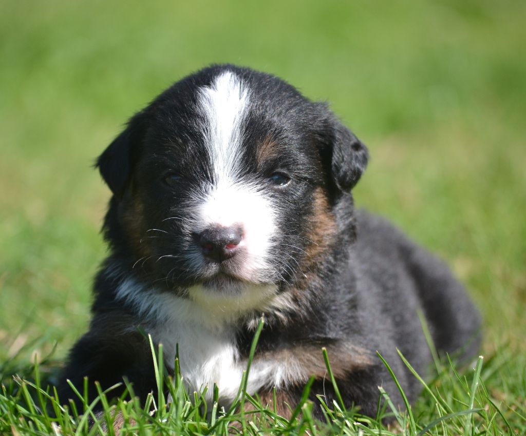 Chiot Berger Américain Miniature - Collier bleu des Wani - Yanpi