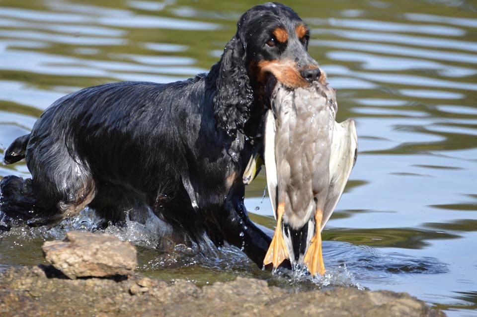 Accueil - Elevage de Lambredane - eleveur de chiens Cocker Spaniel ...