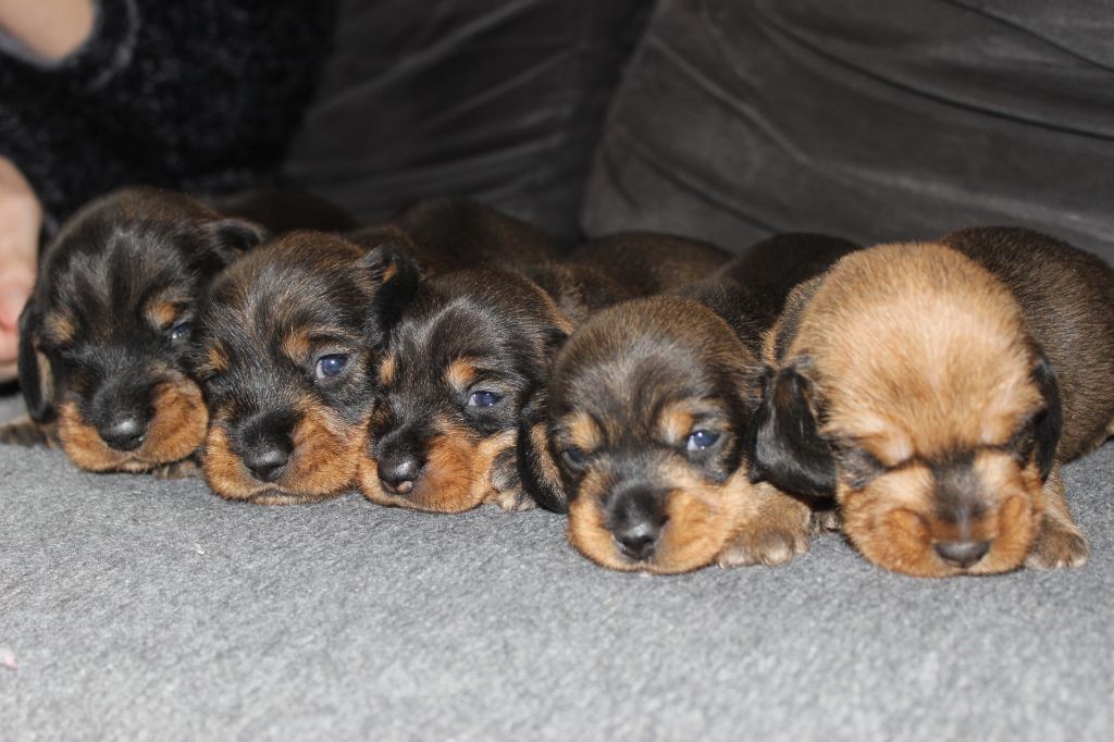 Chiot - Elevage de l'antre des jacks - eleveur de chiens Teckel poil dur