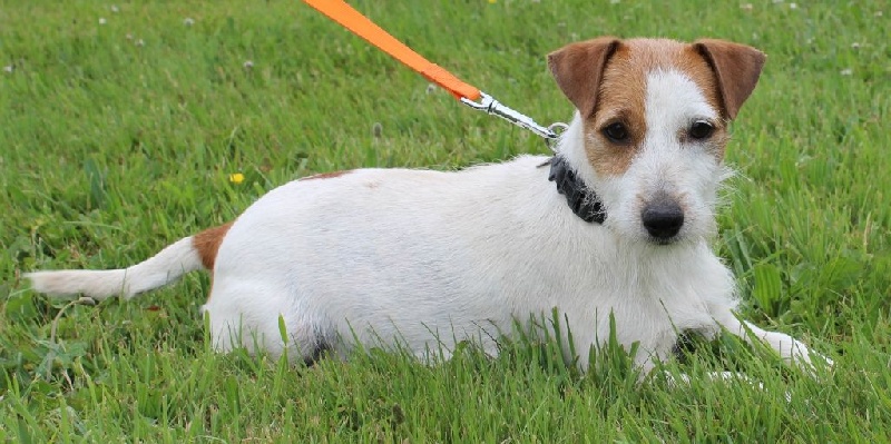 Chien Jack Russell Terrier Holy des Diamants Verts
