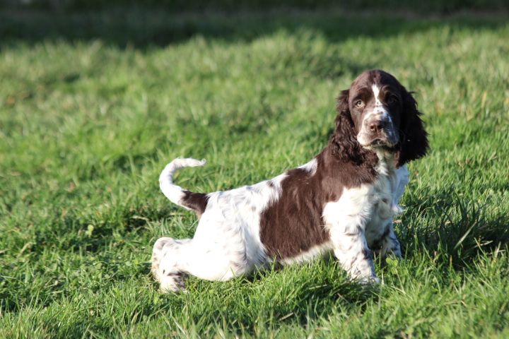 Chiot English Springer Spaniel - CHIOT 1 des Diamants Verts