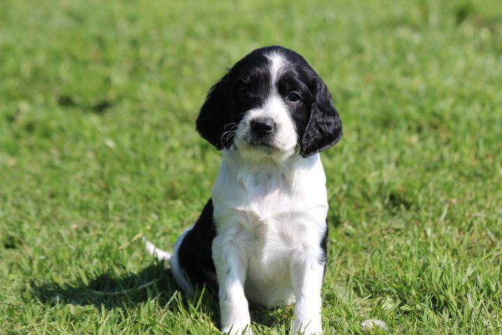 Chiot English Springer Spaniel - MALE 1 des Diamants Verts