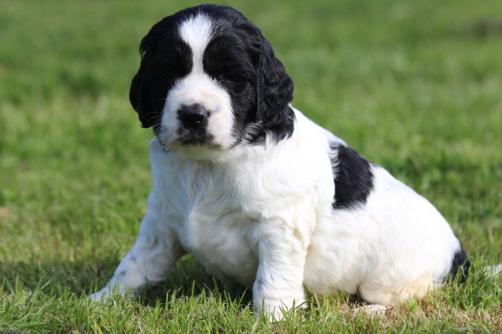 Chiot English Springer Spaniel - FEMELLE 1 des Diamants Verts