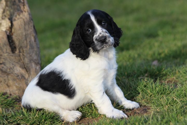 Chiot English Springer Spaniel - MALE 3 des Diamants Verts