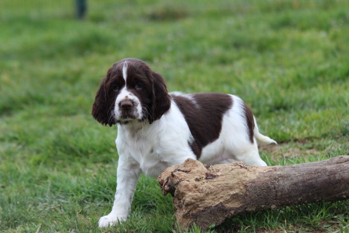 Chiot English Springer Spaniel - MALE 4 des Diamants Verts