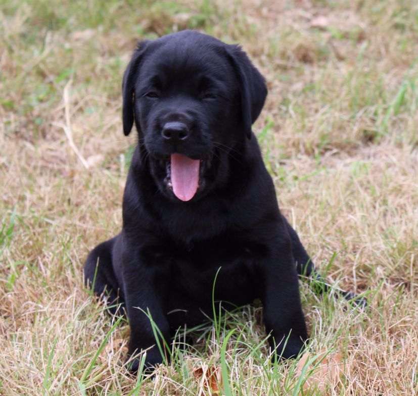 Chien Labrador Retriever Something Else Nallia natacha