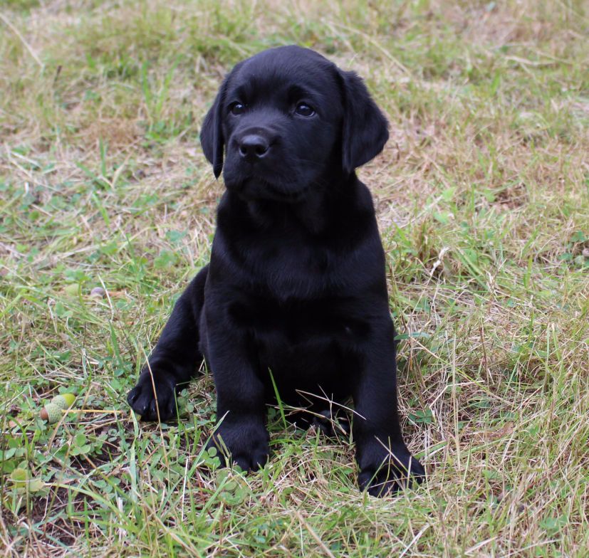 Chien Labrador Retriever Something Else Nallia natacha