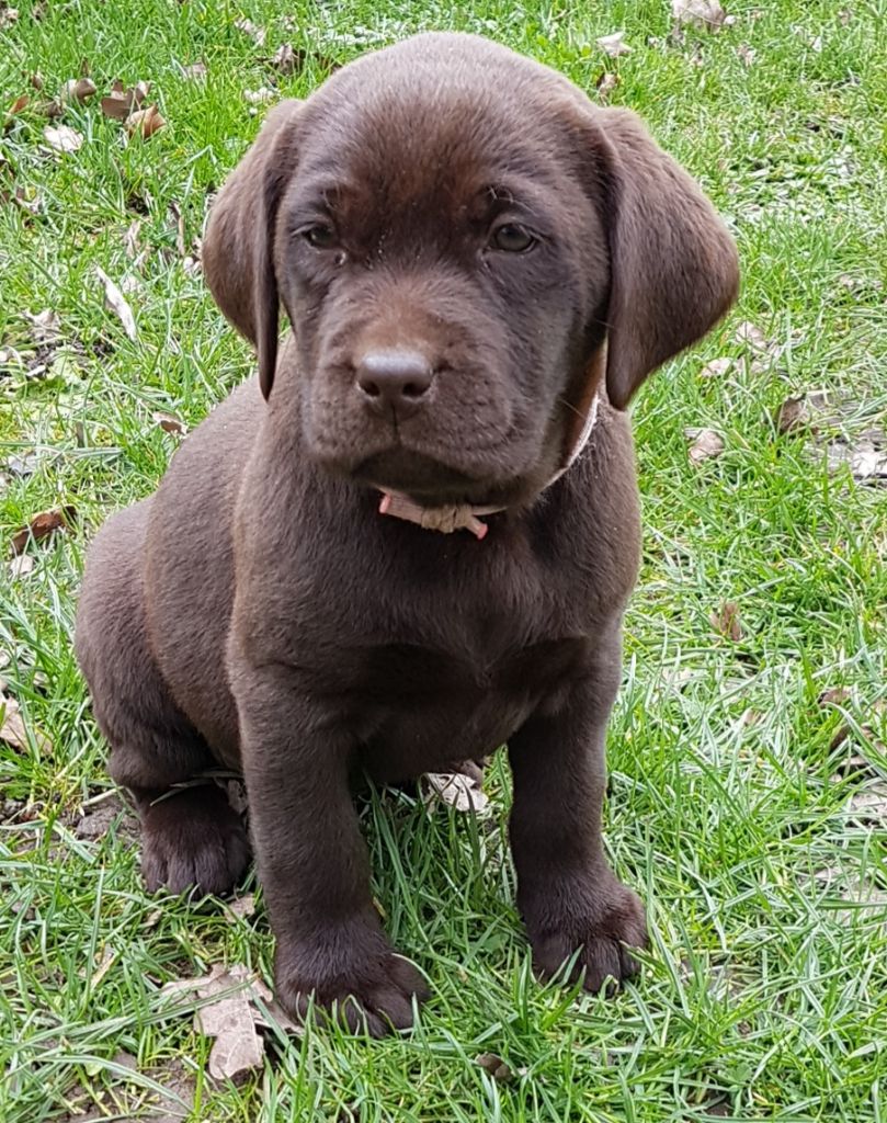 Chiot - Elevage de la Pommeraie - eleveur de chiens Labrador Retriever
