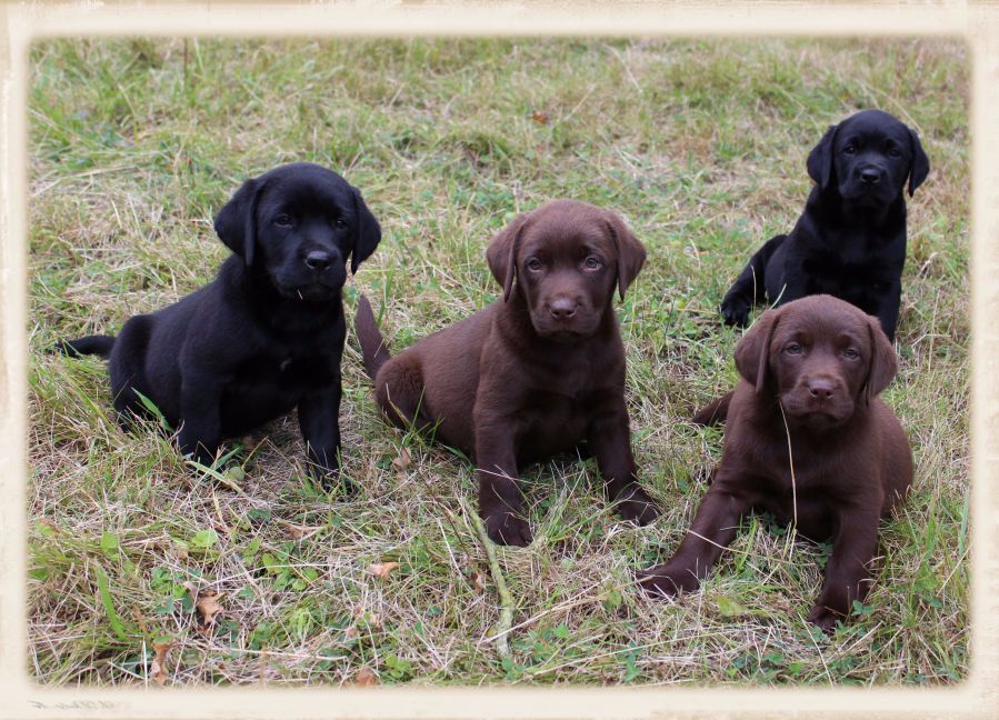 Accueil - Elevage de la Pommeraie - eleveur de chiens Labrador Retriever