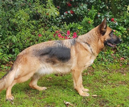 Chien Berger Allemand Lesly des Hauts de Fontaine