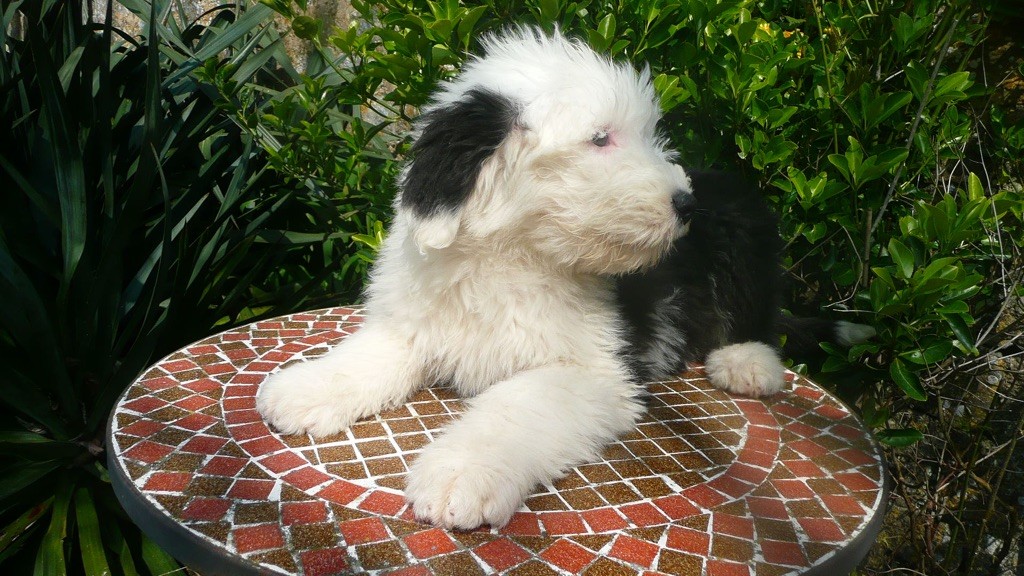 Japanese Bobtail Elevage