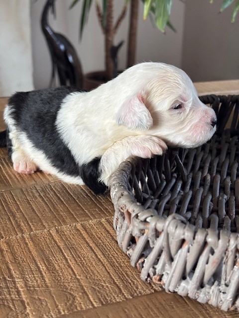 Chiot Bobtail - CHIOT of Mary People