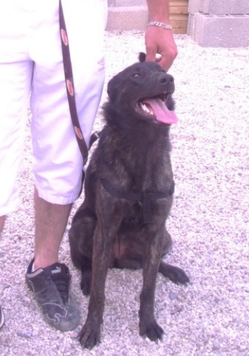 Chien Berger hollandais Mac Khalahann's Gueiss