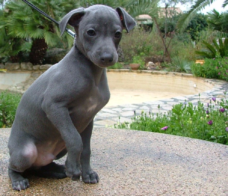 Chiots à vendre - Elevage amateur des Terres de Mérinville - éleveur de ...