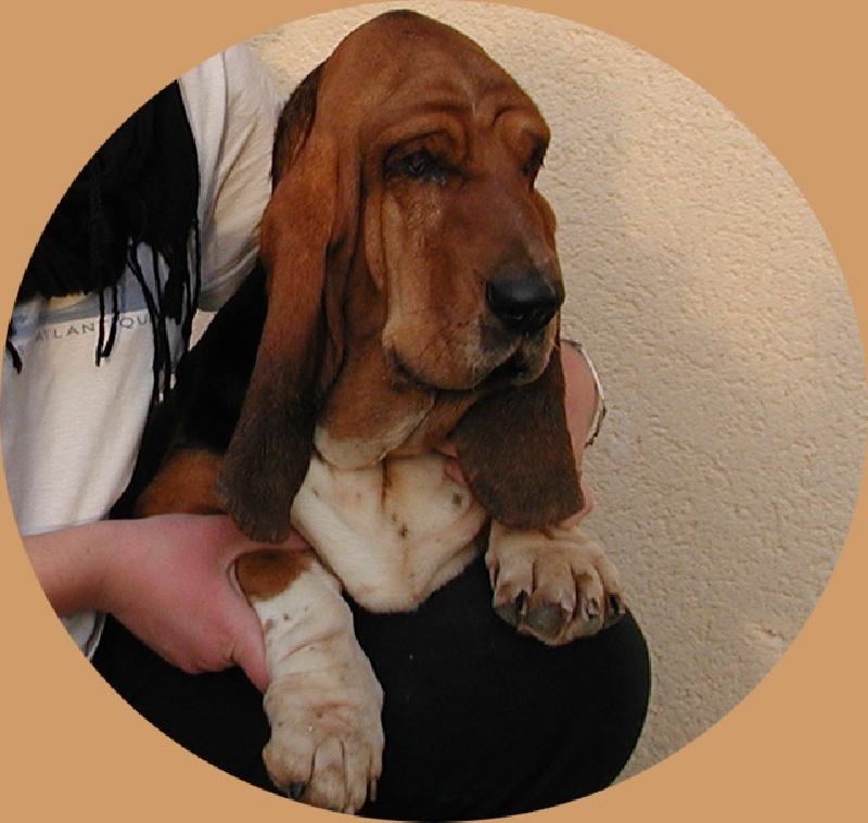 Chien Basset Hound Betty boop du Haras de la Vergne