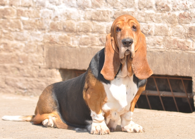 Chien Basset Hound Betty boop du Haras de la Vergne