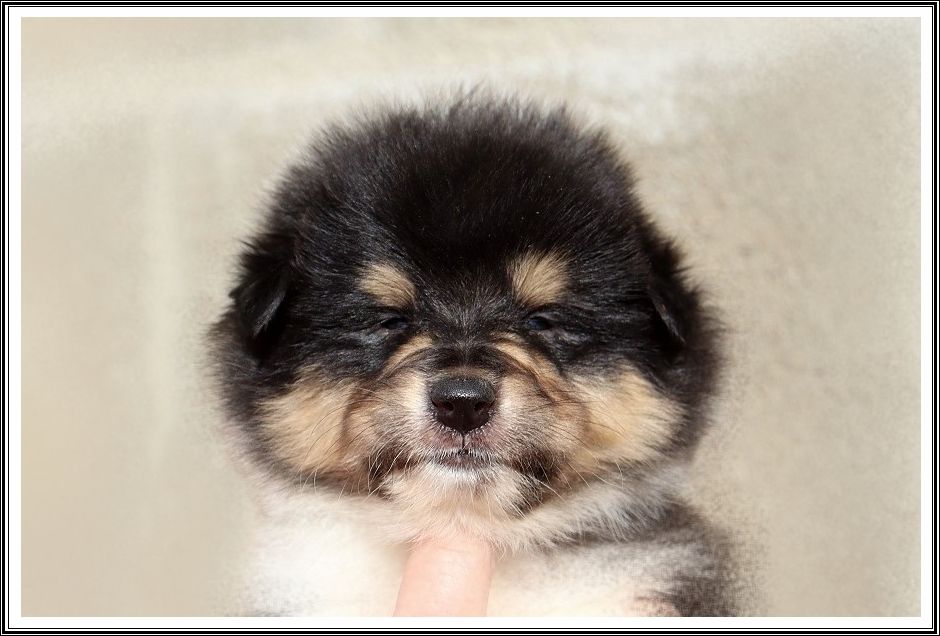 Chiot Colley à poil long - CHIOT du bois des amazones