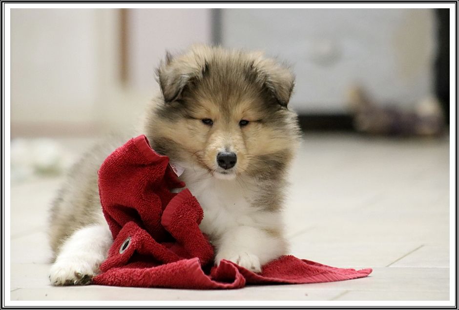 Chiot Colley à poil long - Ulane Blonde du bois des amazones