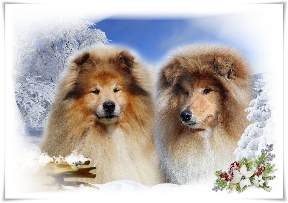 Chiot Colley à poil long - CHIOT du bois des amazones