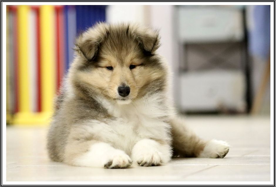 Chiot Colley à poil long - Ulane Blonde du bois des amazones