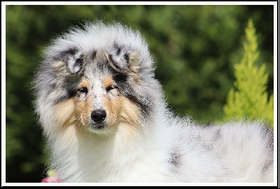 Chiots LOF Colley à poil long à vendre en Pays de la Loire