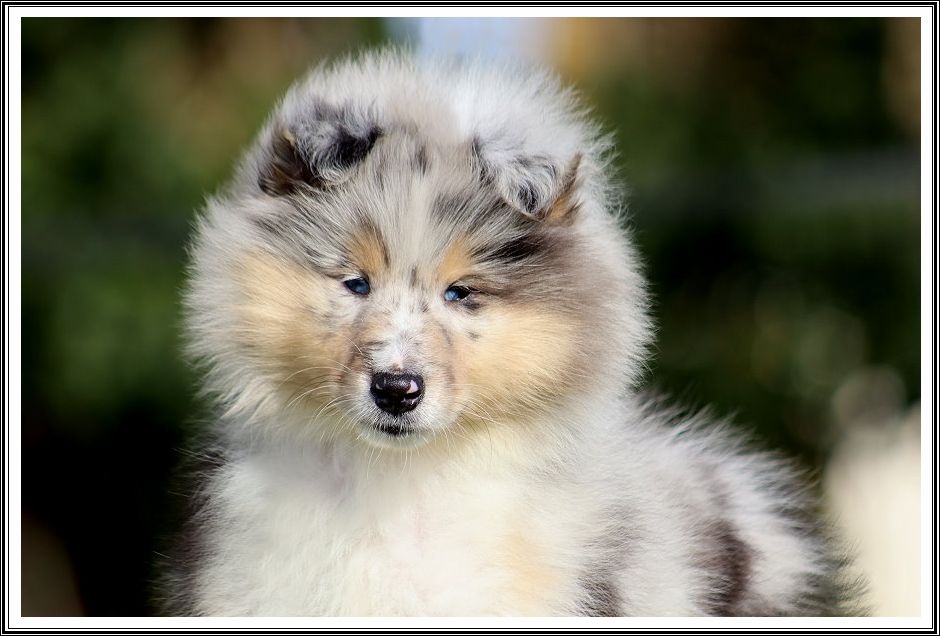 Chiot Colley à poil long - Un Soir de Pluie du bois des amazones