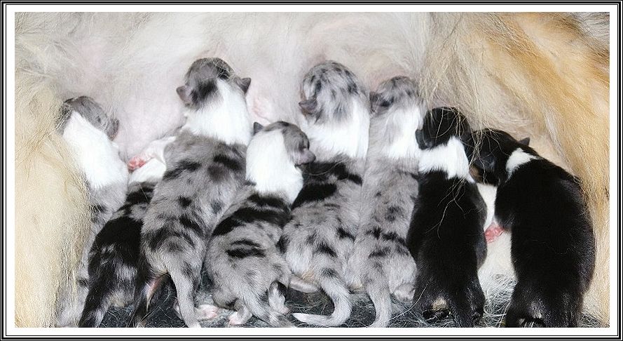 Chiot Colley à poil long - CHIOT 4 du bois des amazones