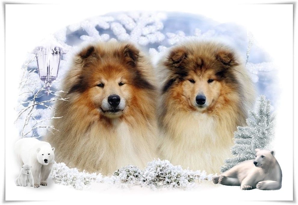 Chiot Colley à poil long - CHIOT du bois des amazones