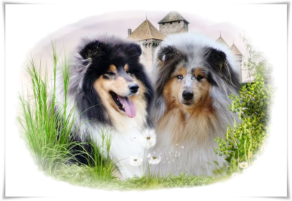 Chiot Colley à poil long - CHIOT du bois des amazones