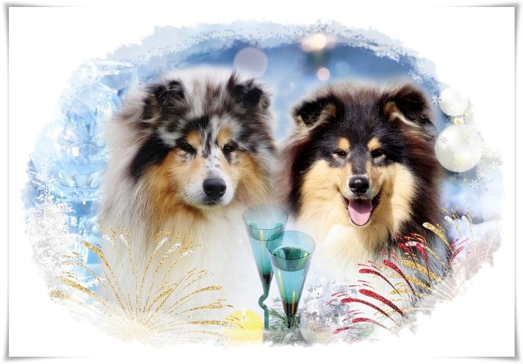 Chiot Colley à poil long - CHIOT du bois des amazones