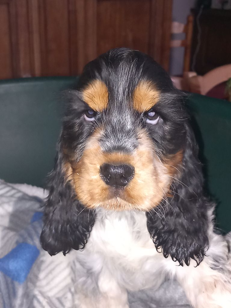 Chiot Cocker Spaniel Anglais - U... de la Prevote de Saint Vaast