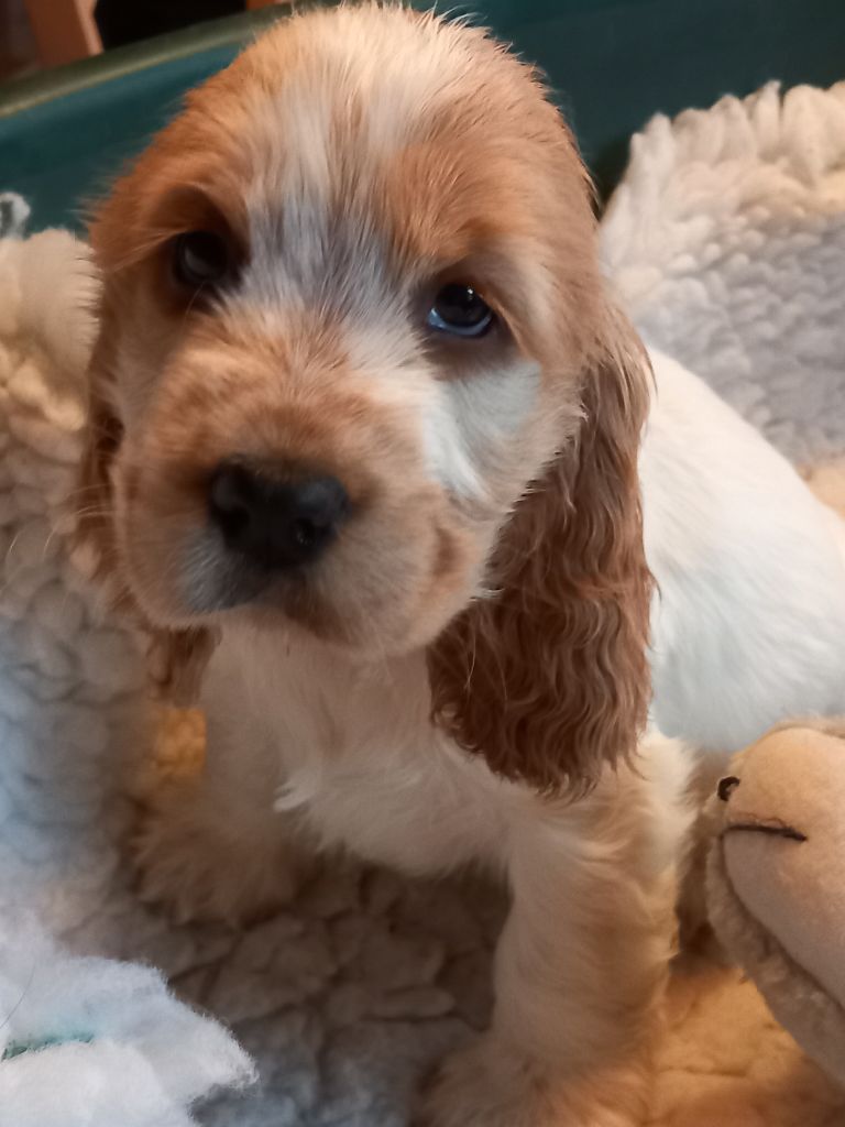 Chiot Cocker Spaniel Anglais - U... de la Prevote de Saint Vaast