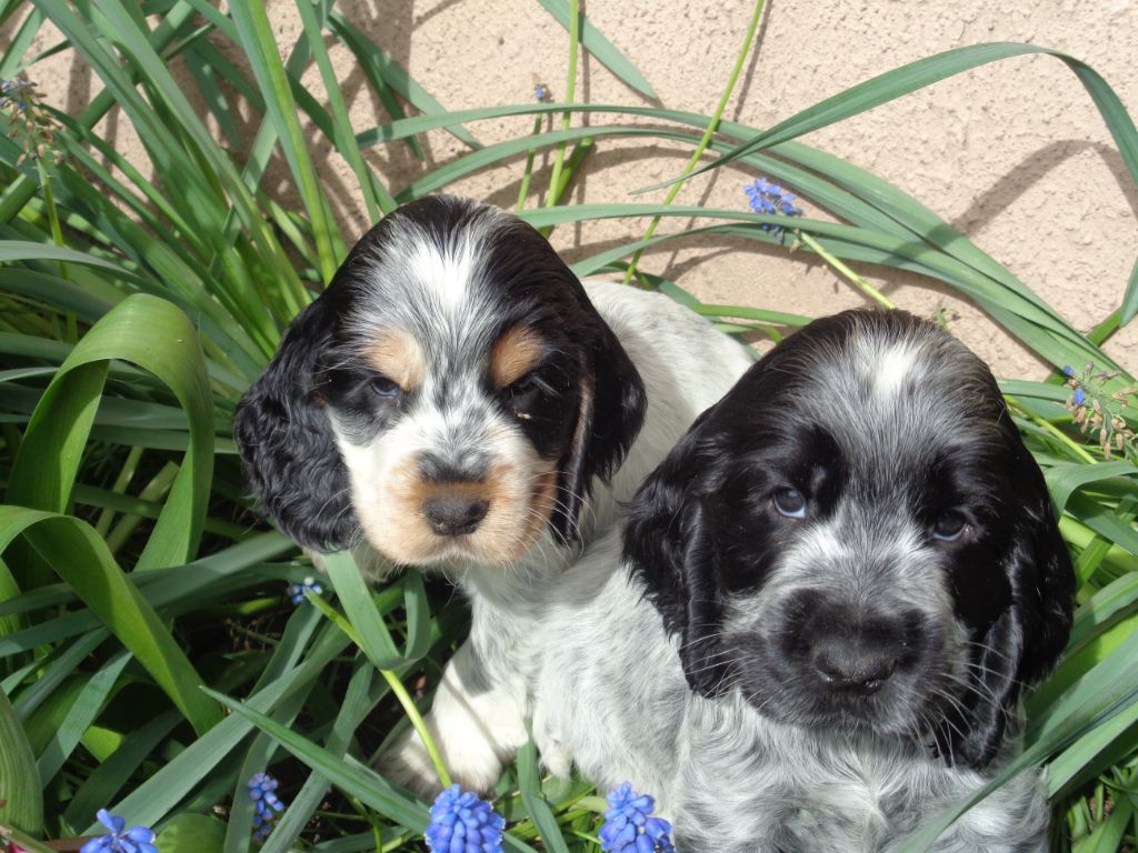Accueil - Elevage de la Prevote de Saint Vaast - eleveur de chiens ...