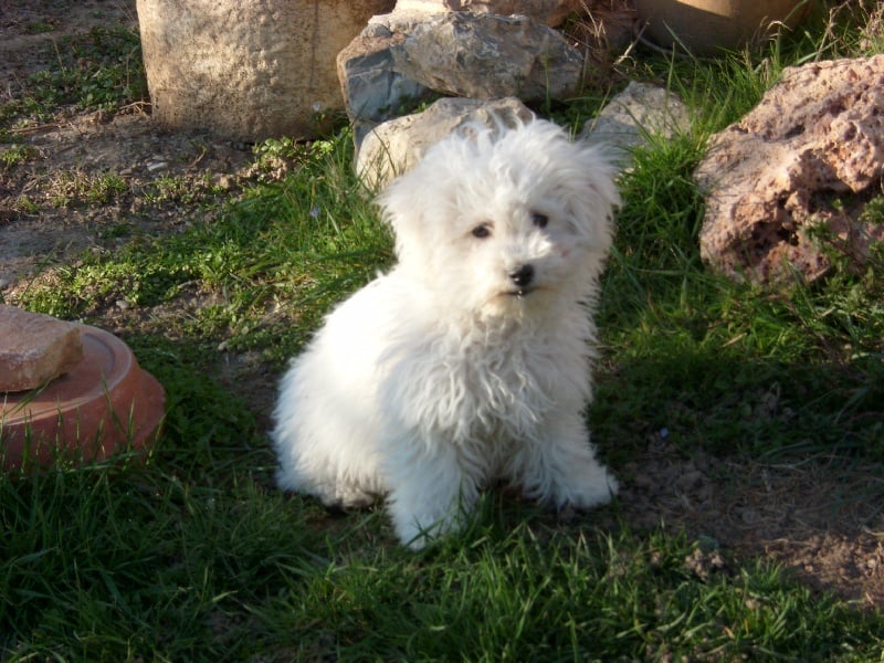 Chien Bichon Frise Chipie Du grand catalpa