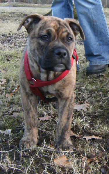 Chien Dogue de Majorque Holly des cadeous des hautes fagnes