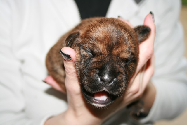 Chien Dogue de Majorque Holly des cadeous des hautes fagnes