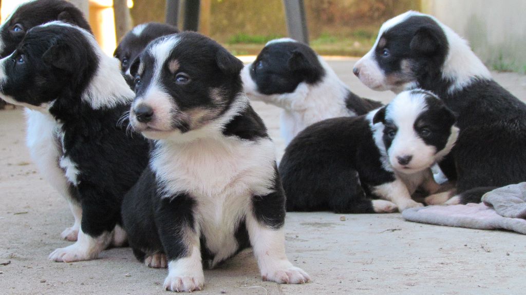 Chiot - Elevage des Culmines - eleveur de chiens Border Collie