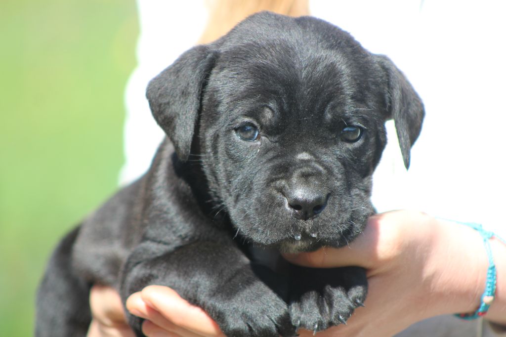 Chiot Cane Corso - CHIOT 5 femelle noire de Genevayse