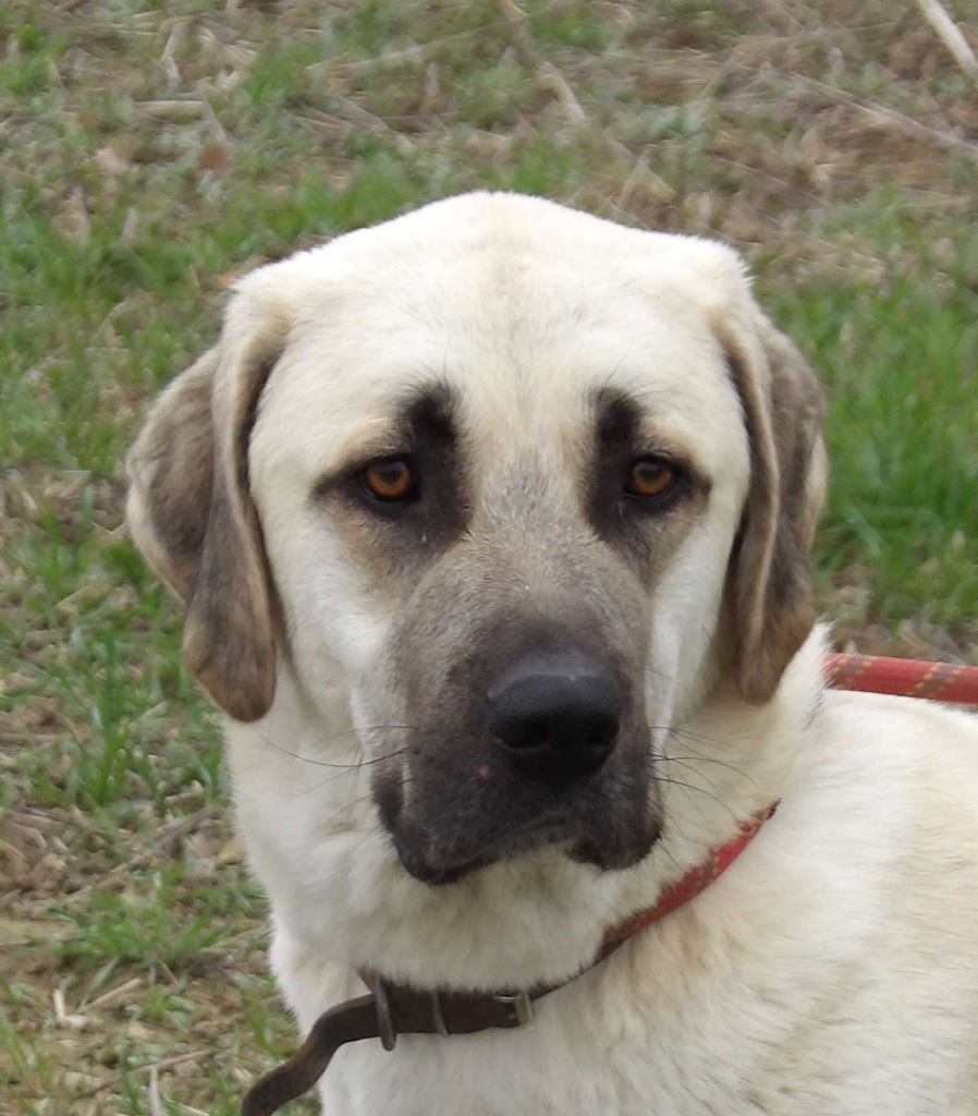 Chien Berger Kangal Miya-diken du Domaine de Sara