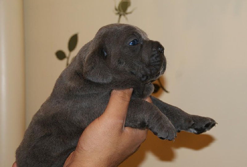 Chien Cane Corso Erica des Dunes Des Sages