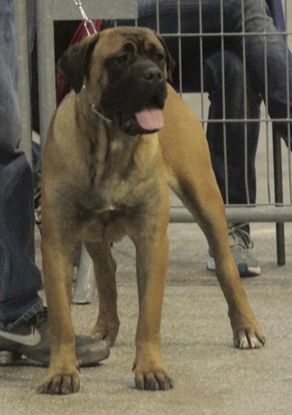 Chien Cane Corso Gaoute des veilleurs de lou gardian di prouvenço