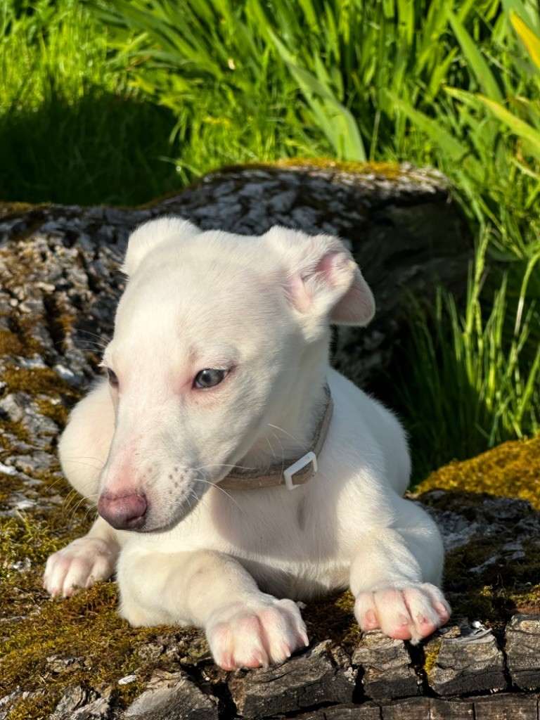 Chiot Whippet - Collier beige de l'Empereur Sirius
