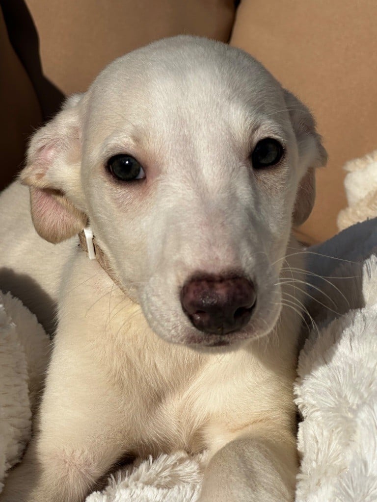 Chiot Whippet - Collier beige de l'Empereur Sirius