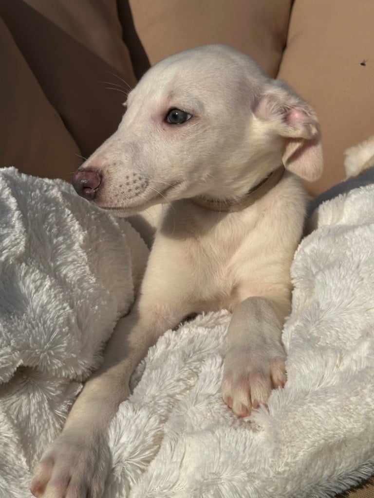 Chiot Whippet - Collier beige de l'Empereur Sirius