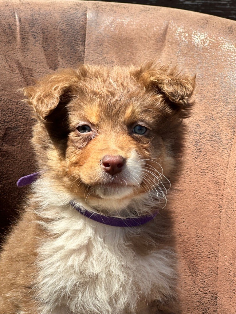 Chiot Berger Australien - Collier violet de l'Empereur Sirius