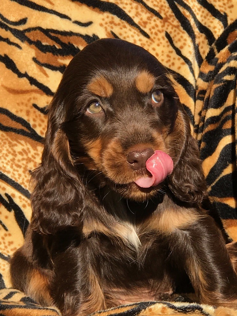 Chiot - Elevage de l'Empereur Sirius - eleveur de chiens Cocker Spaniel ...