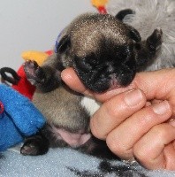 Chiens de France : Achats / Ventes de chiots de race issues d'élevage