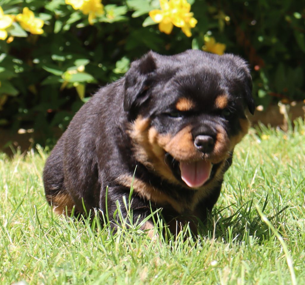 Chiot Rottweiler - CHIOT de la licorne noire